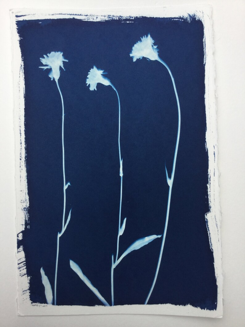 Cat's Ear Weed Cyanotype Print Blueprint Sunprint Wild | Etsy