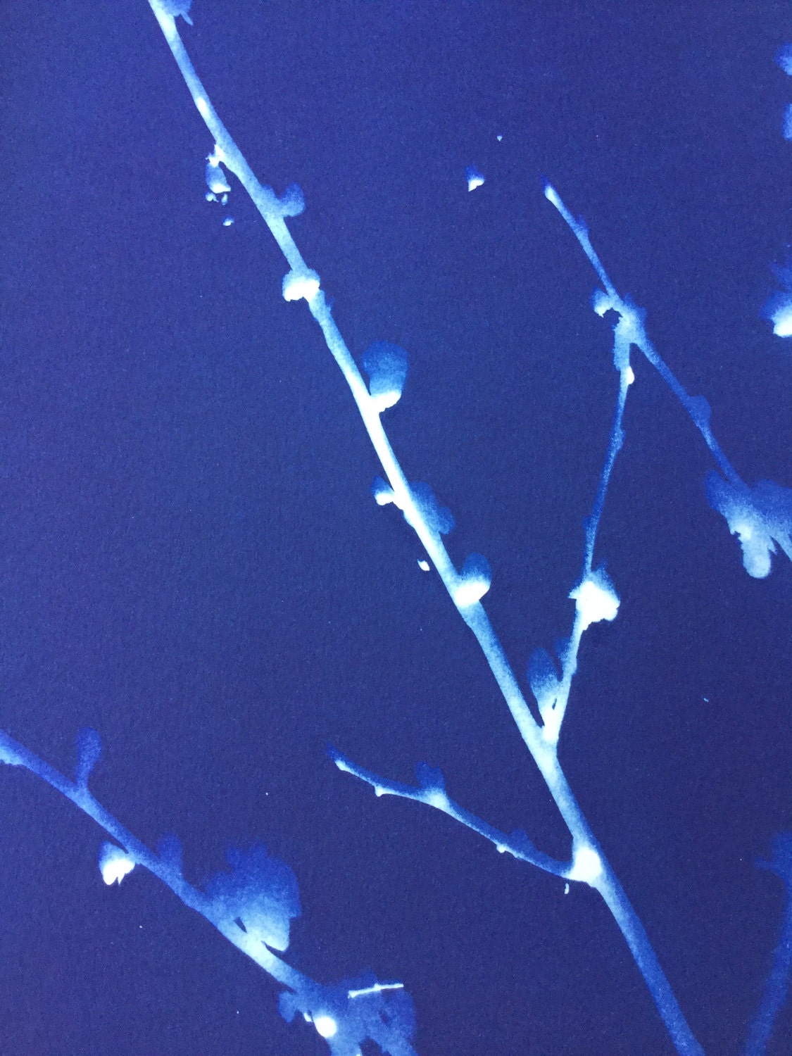 Cyanotype Print of Prunus Mume "kobai", a Japanese Flowering Apricot ...