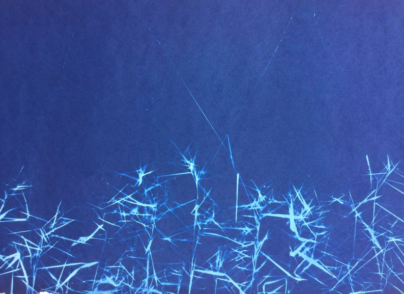 Wild Grass, Cyanotype Print, Nature Art, Abstract Nature Art, Botanical ...