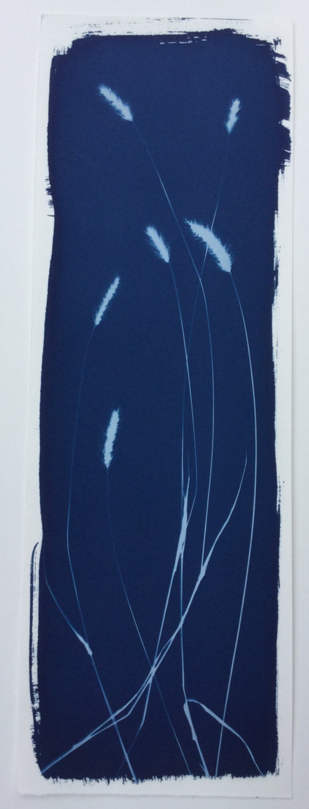 Grass, Cyanotype Print, Blueprint, Nature Print, Sunprint, Blue Plant ...