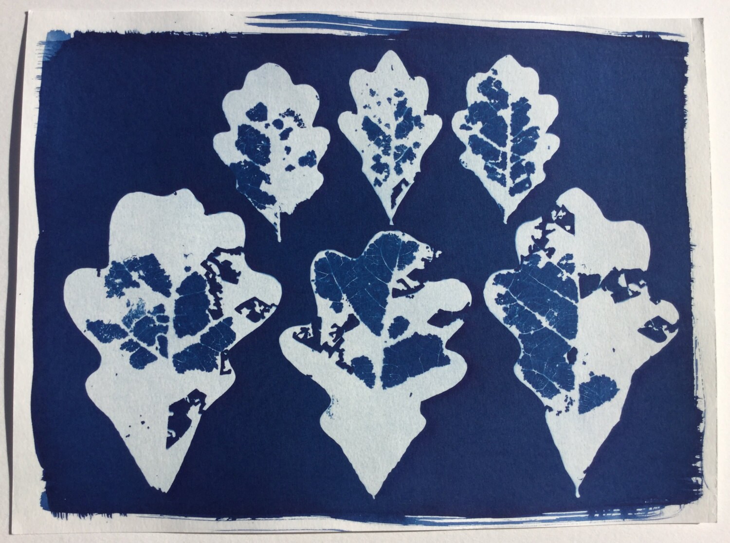 Oak Leaves, Cyanotype Print, Oak Tree, Leaf Print, Nature Photo ...