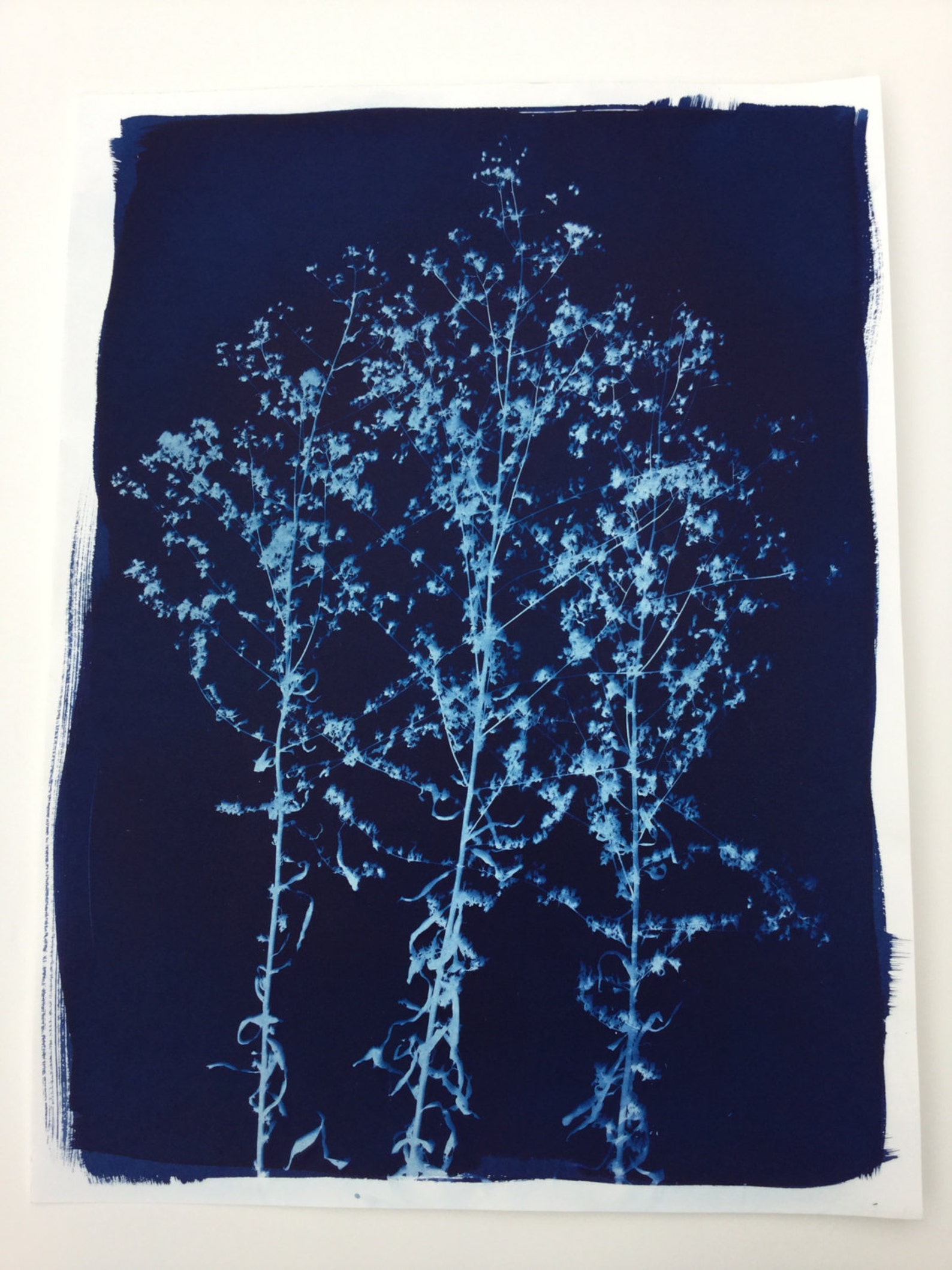 Wild Blue Plant, Cyanotype Print, Blueprint, Sunprint, Plant Photograph ...