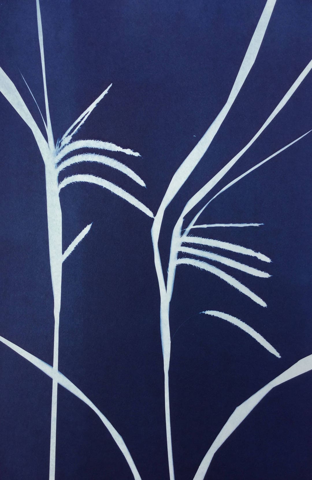 Wild Grass Botanical Photogram Cyanotype Print - Etsy
