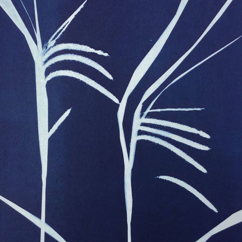 Large Grass Photogram Cyanotype Botanical Art Print Poster - Etsy