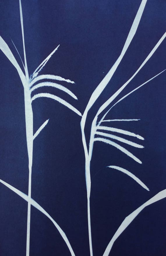 Wild Grass Botanical Photogram Cyanotype Impression - Etsy France