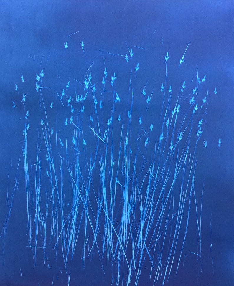 Large Cyanotype Print of a Wild Plant - Etsy
