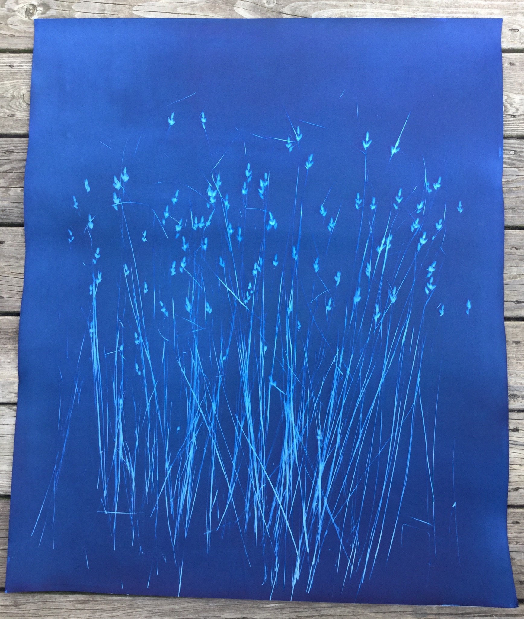 Large Cyanotype Print of a Wild Plant - Etsy