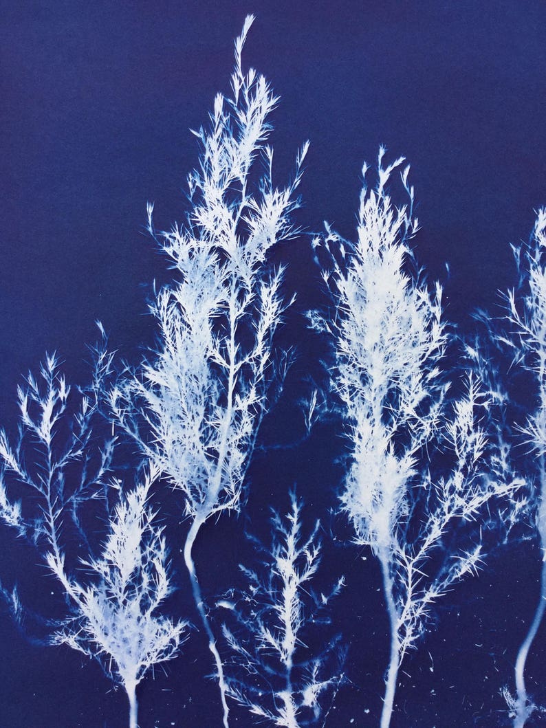 Eastern Red Cedar Forest Cyanotype Print - Etsy