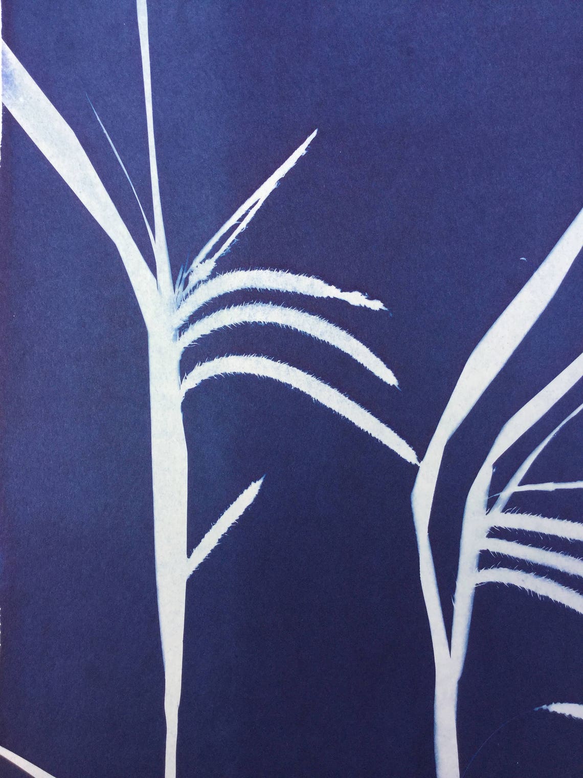 Wild Grass Botanical Photogram Cyanotype Print - Etsy