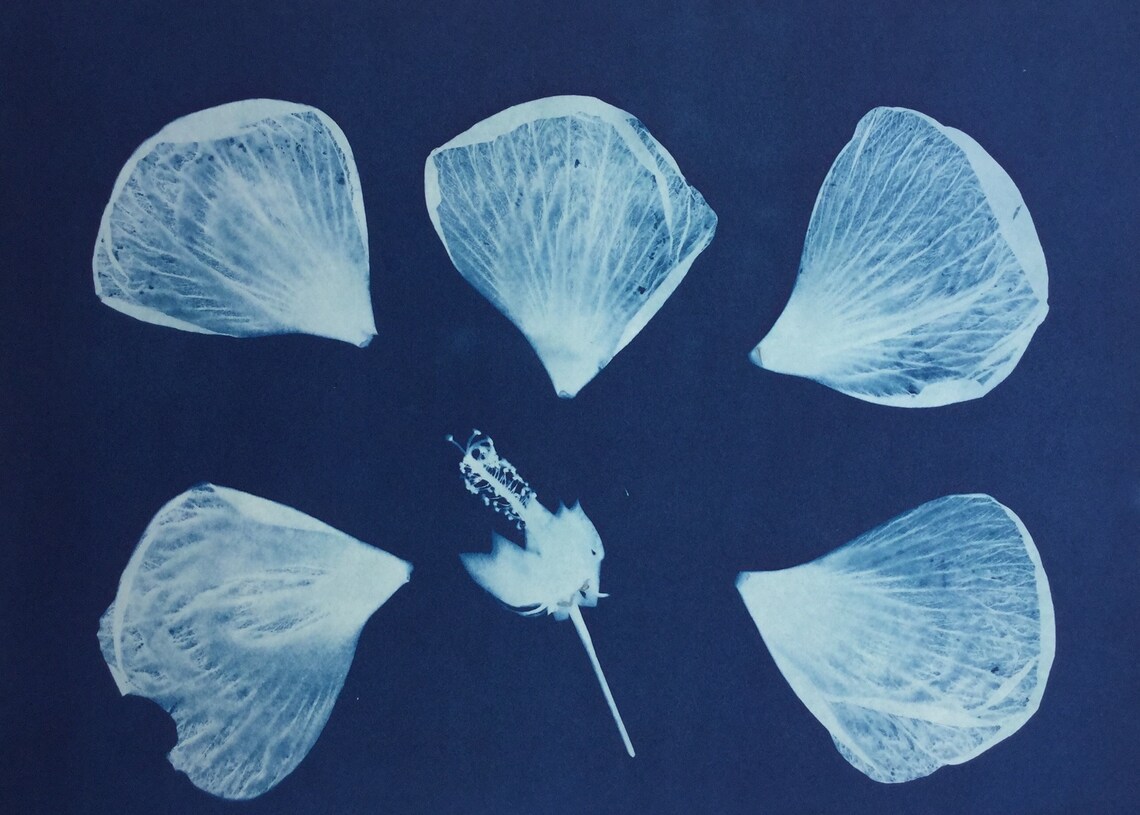 Hibiscus Botanical Cyanotype Art Print - Etsy