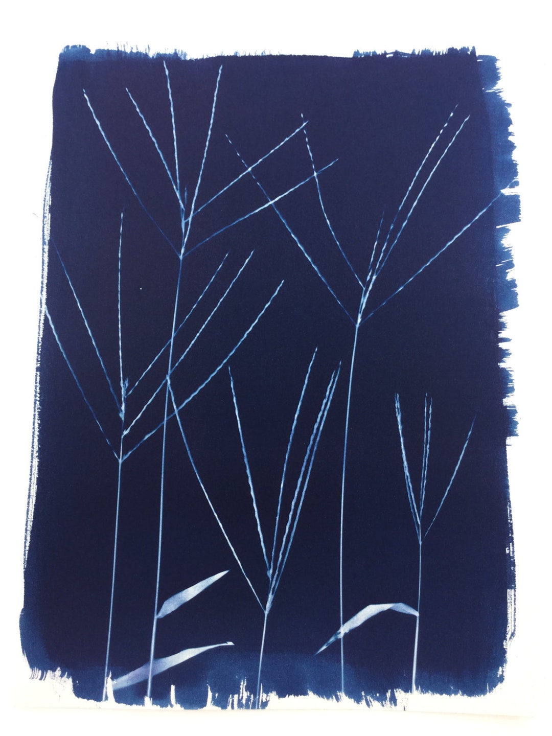Crabgrass, Cyanotype Print, Blueprint, Sunprint, Blue Grass, Nature Art ...