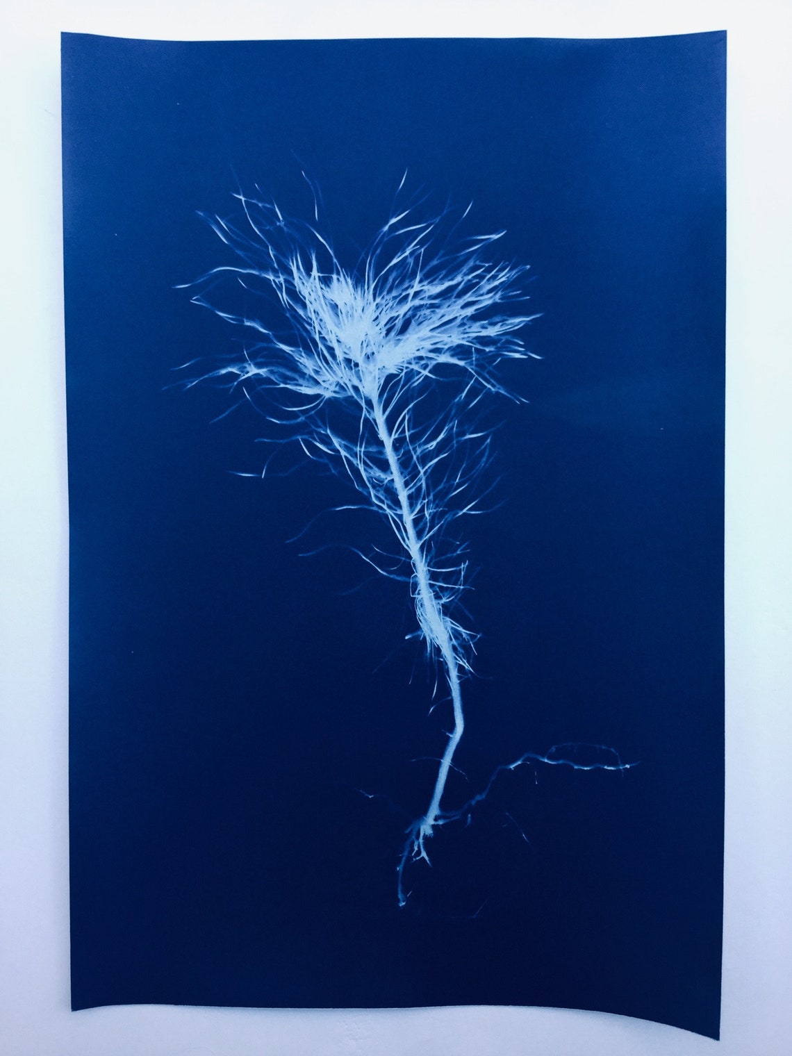 Longleaf Pine Tree Botanical Cyanotype Print - Etsy