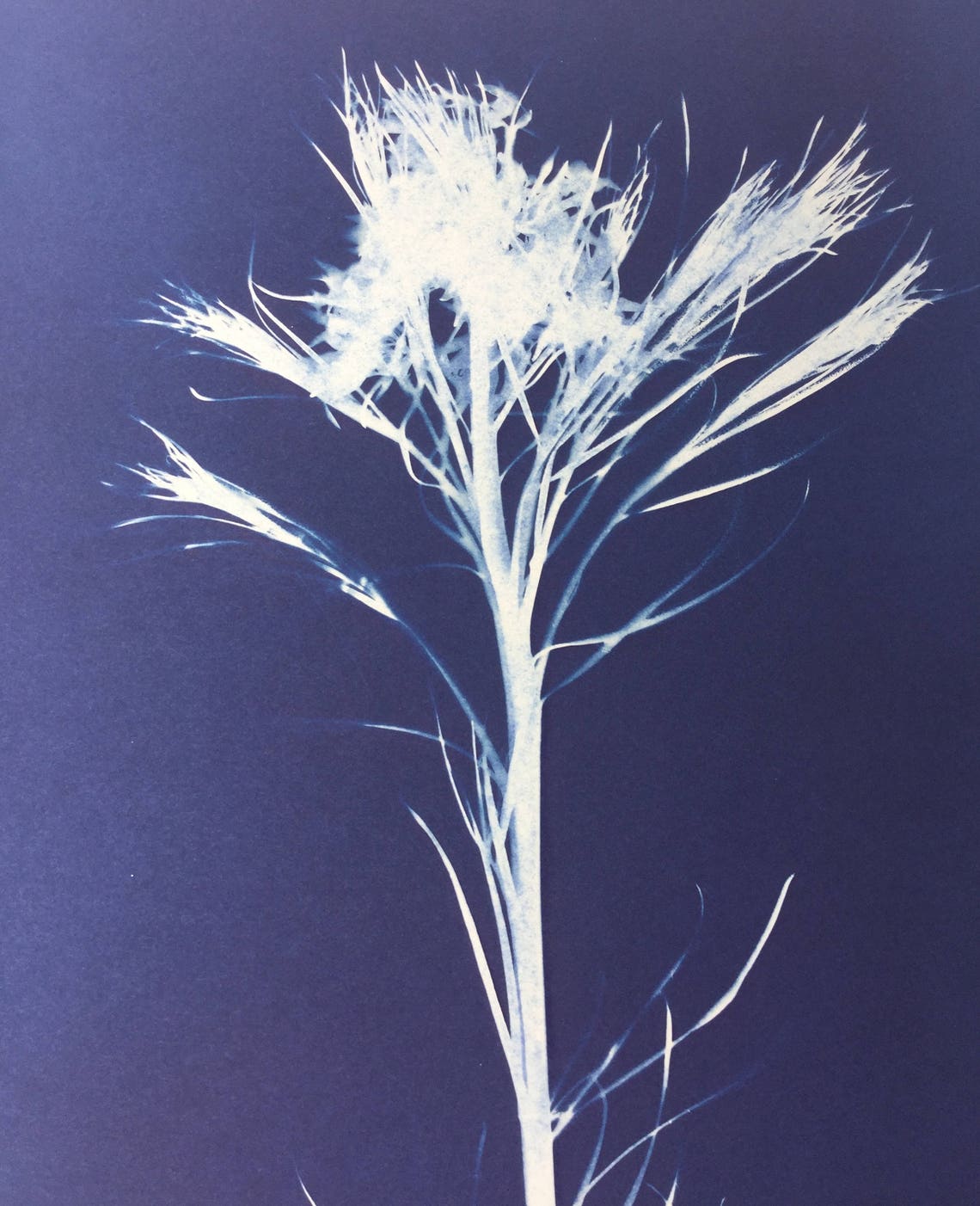Amsonia Botanical Photogram Cyanotype Print - Etsy