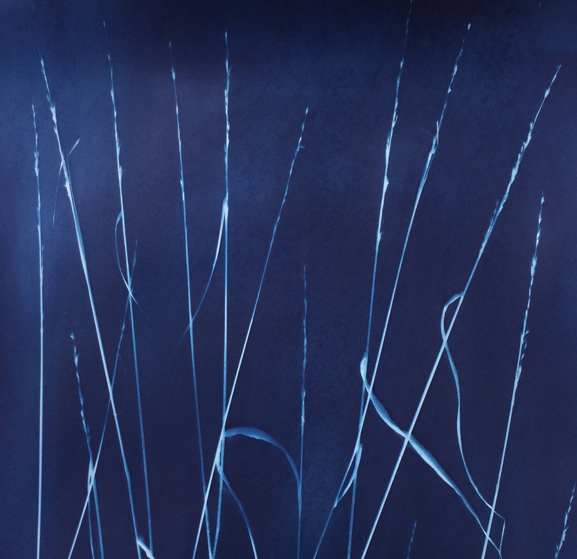 Large Grass Photogram Cyanotype Botanical Art Print Poster - Etsy