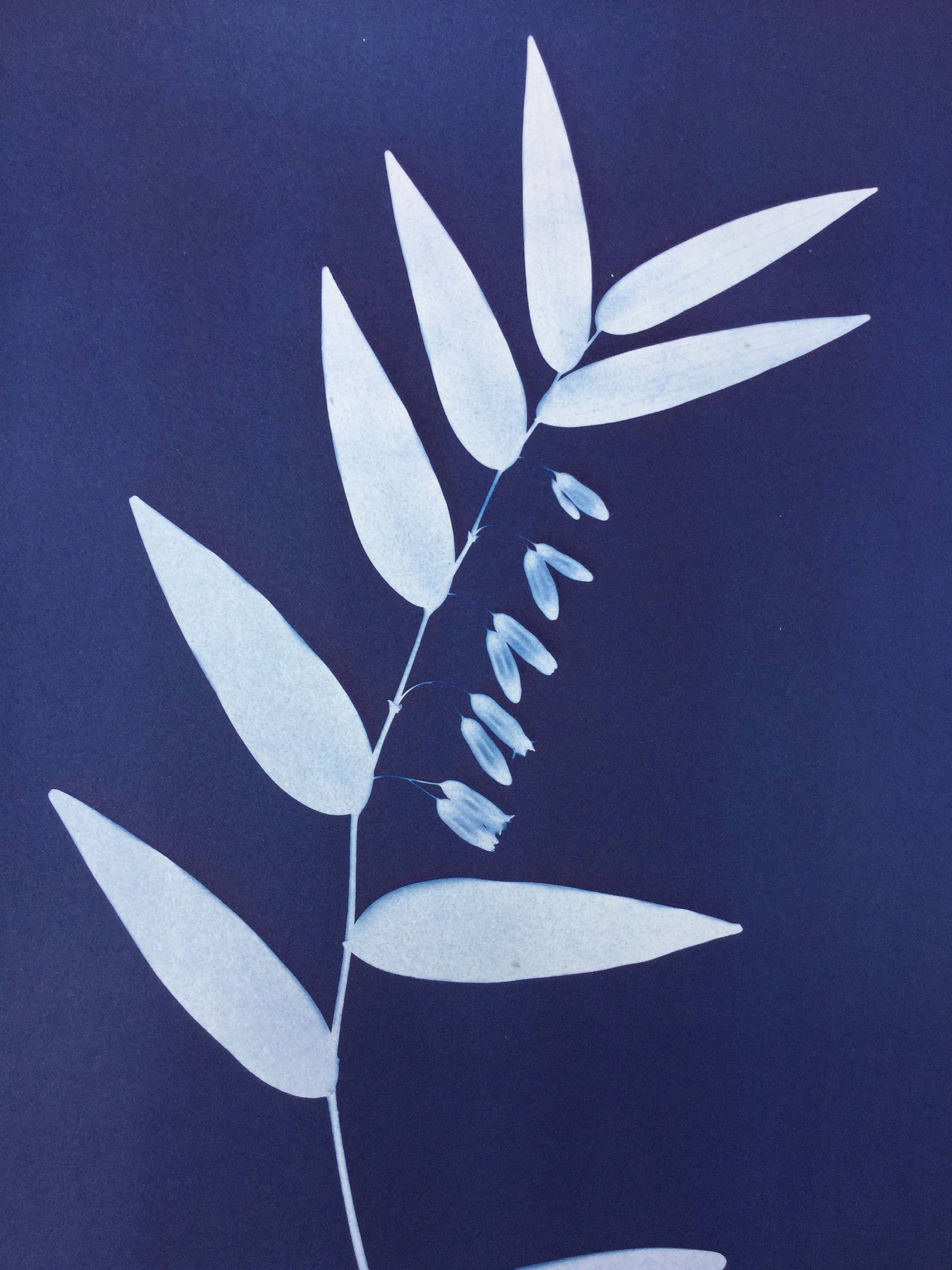 Smooth Solomon's Seal Botanical Photogram Cyanotype Print - Etsy España