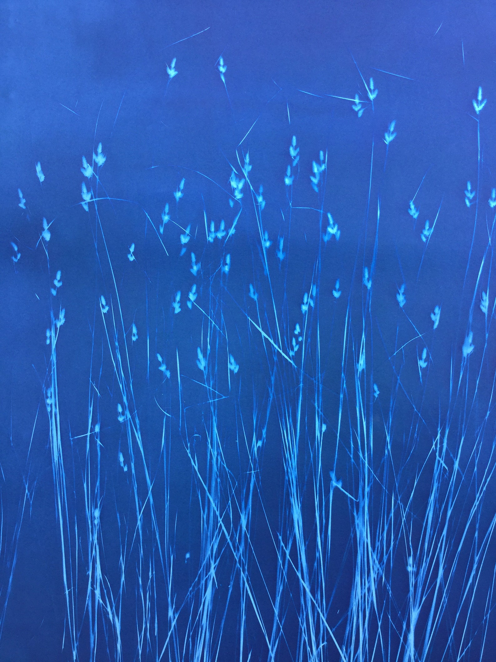 Large Cyanotype Print of a Wild Plant - Etsy