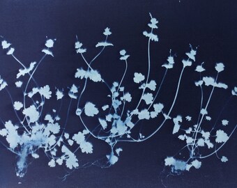 Amsonia Botanical Photogram Cyanotype Print - Etsy