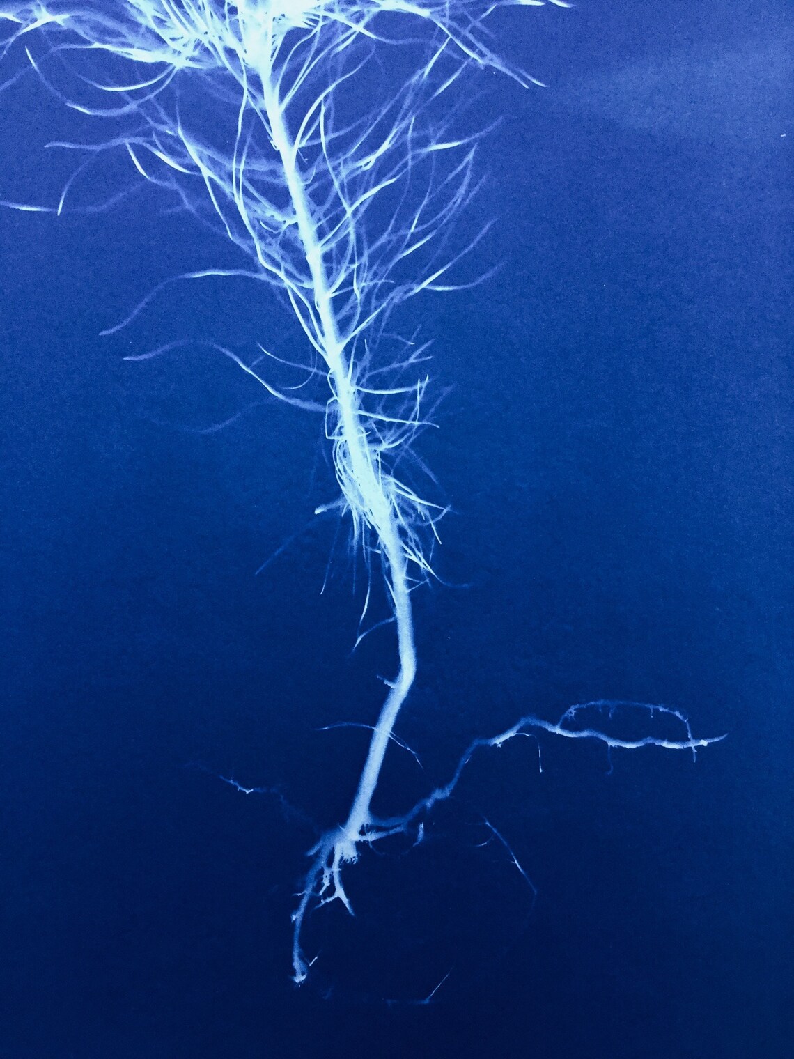 Longleaf Pine Tree Botanical Cyanotype Print - Etsy