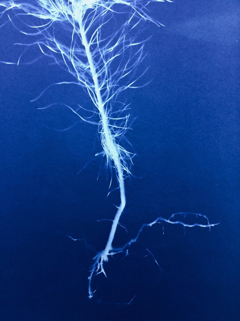 Longleaf Pine Tree Botanical Cyanotype Print - Etsy