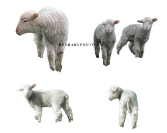 Spring Lamb | Etsy