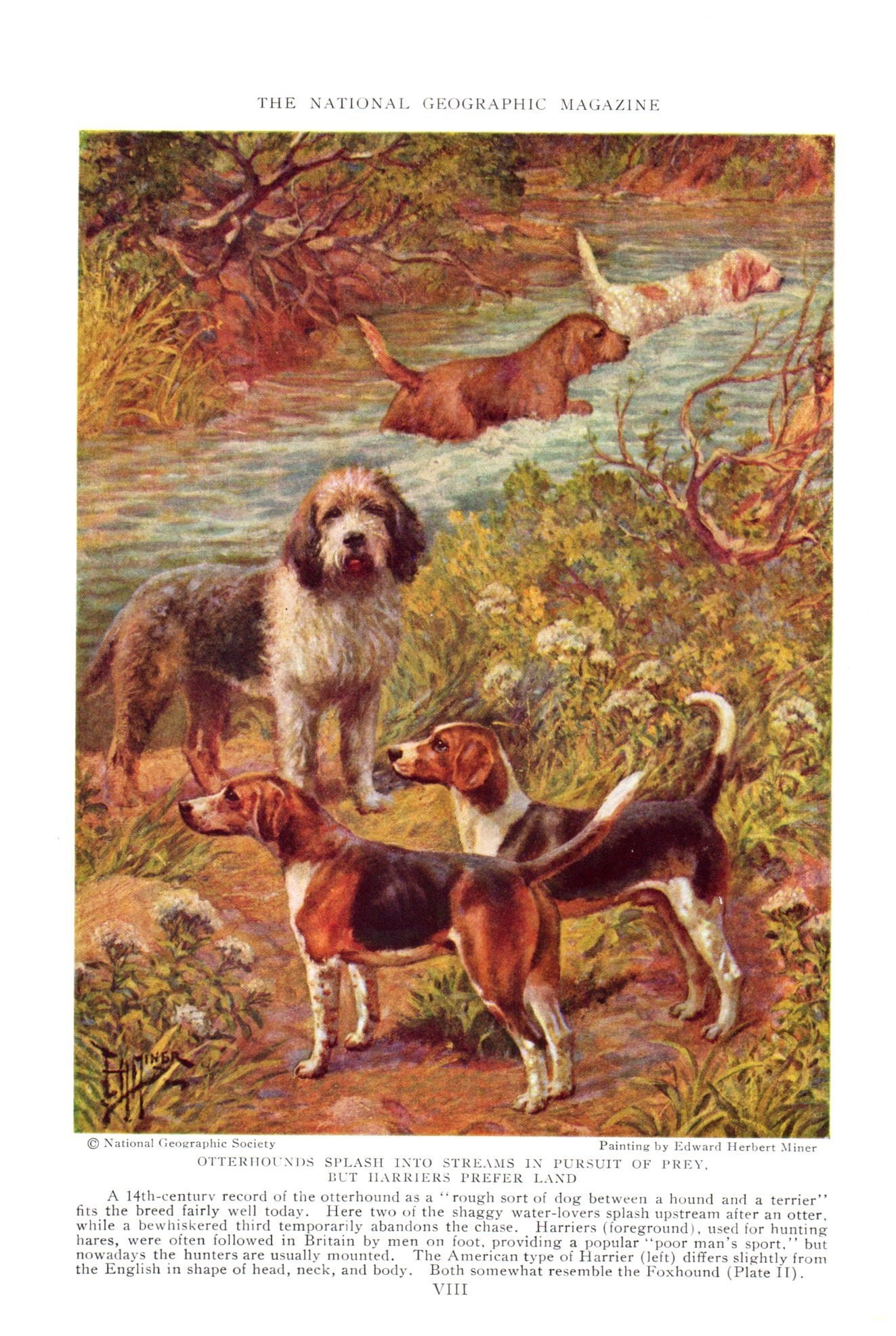 Vintage Hound Dog Prints Lot of 8 Bloodhounds Otterhounds - Etsy UK