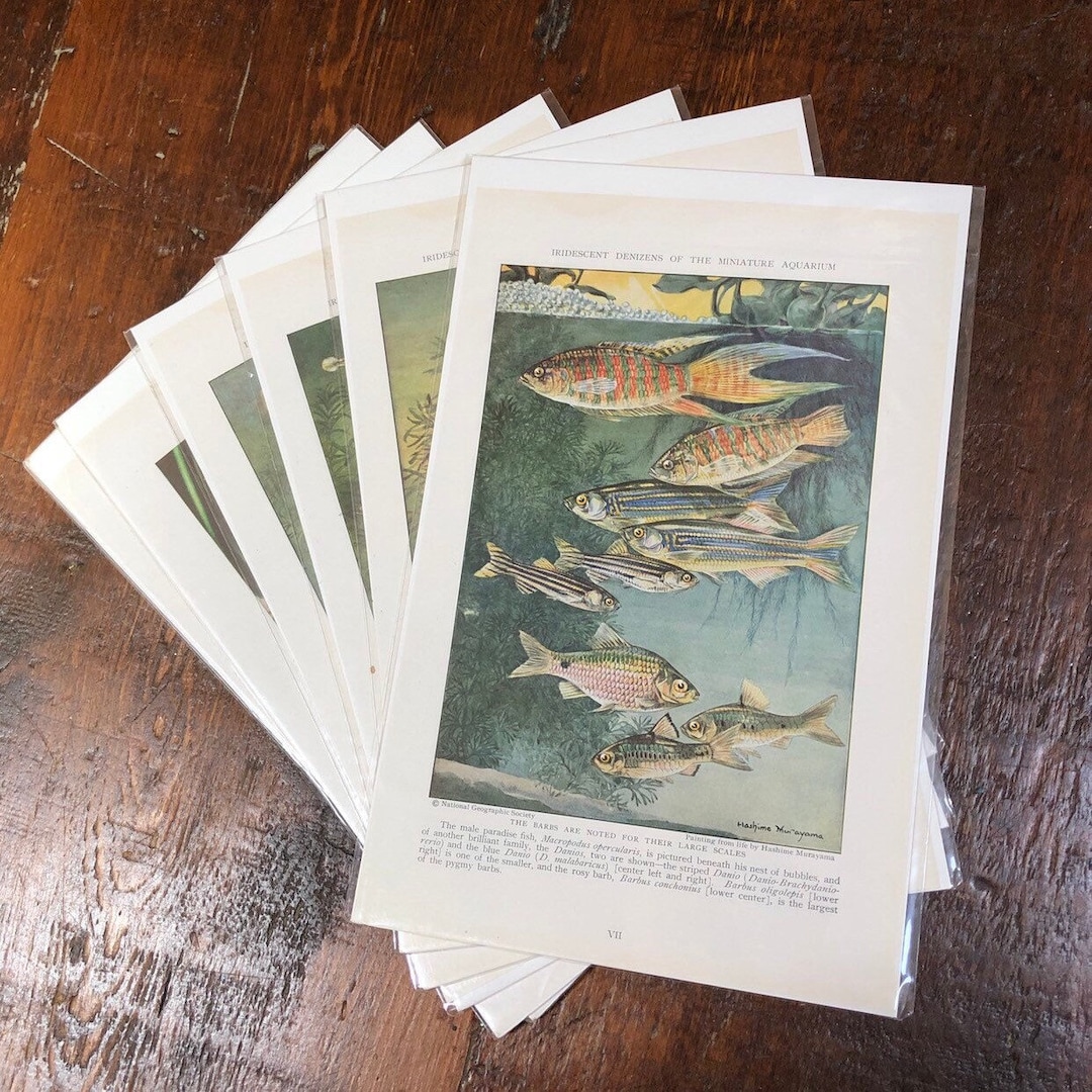 6 Fish Prints, Vintage Ephemera, From the 1930s - Etsy