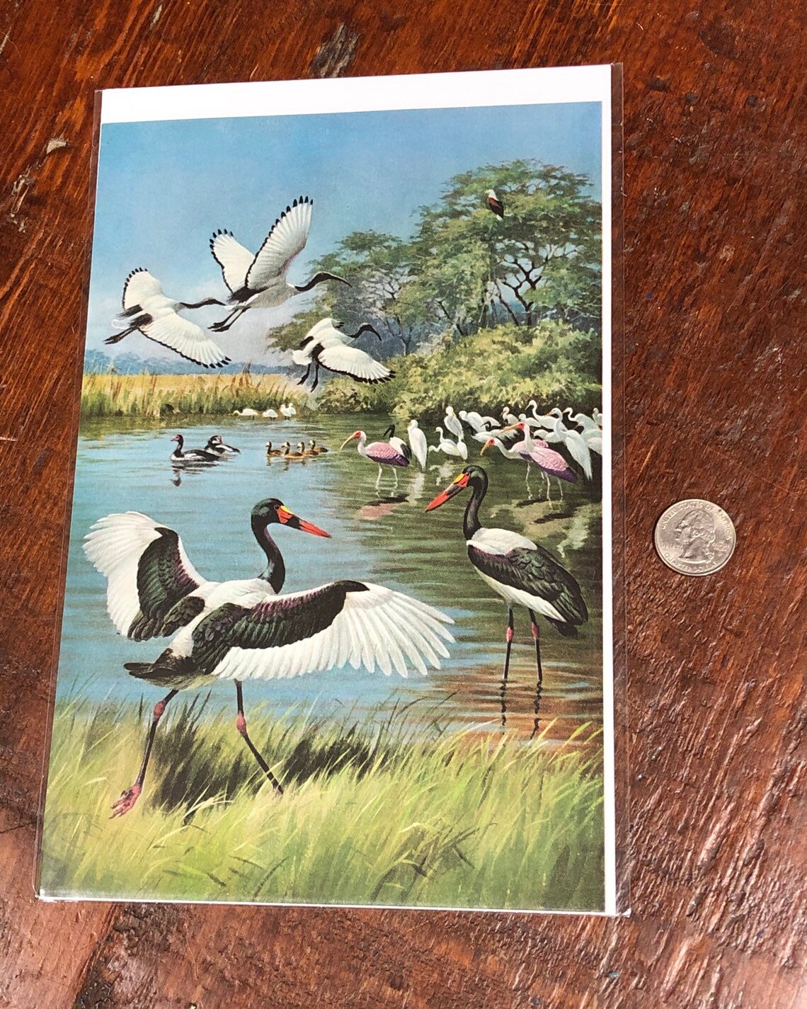 WATER BIRDS Print Vintage Vintage Ephemera - Etsy
