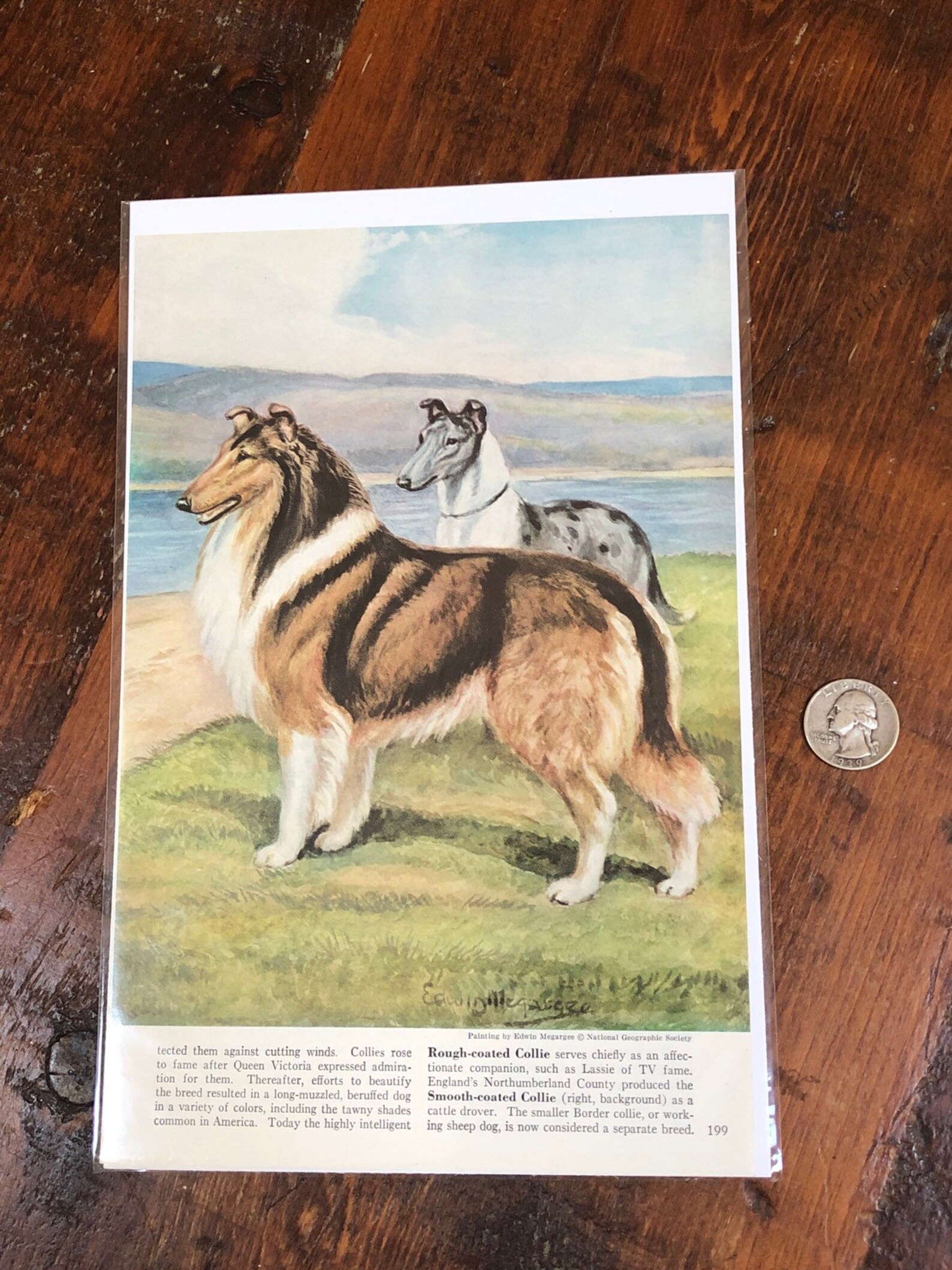 COLLIE DOG Print, Dog Print Vintage, Dog Vintage Ephemera, 1937 ...