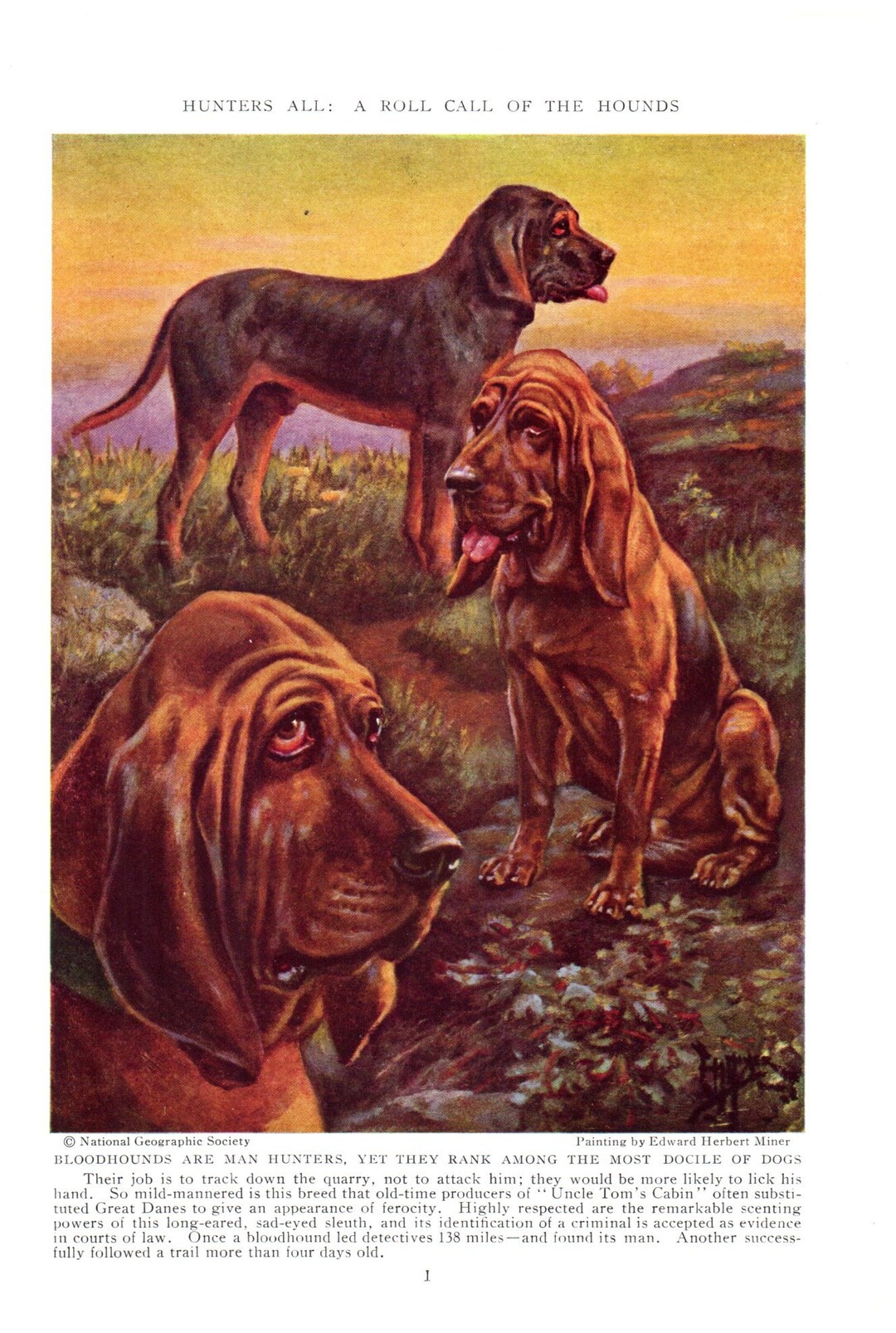 Vintage Hound Dog Prints, Lot of 8, Bloodhounds, Otterhounds, Foxhounds ...