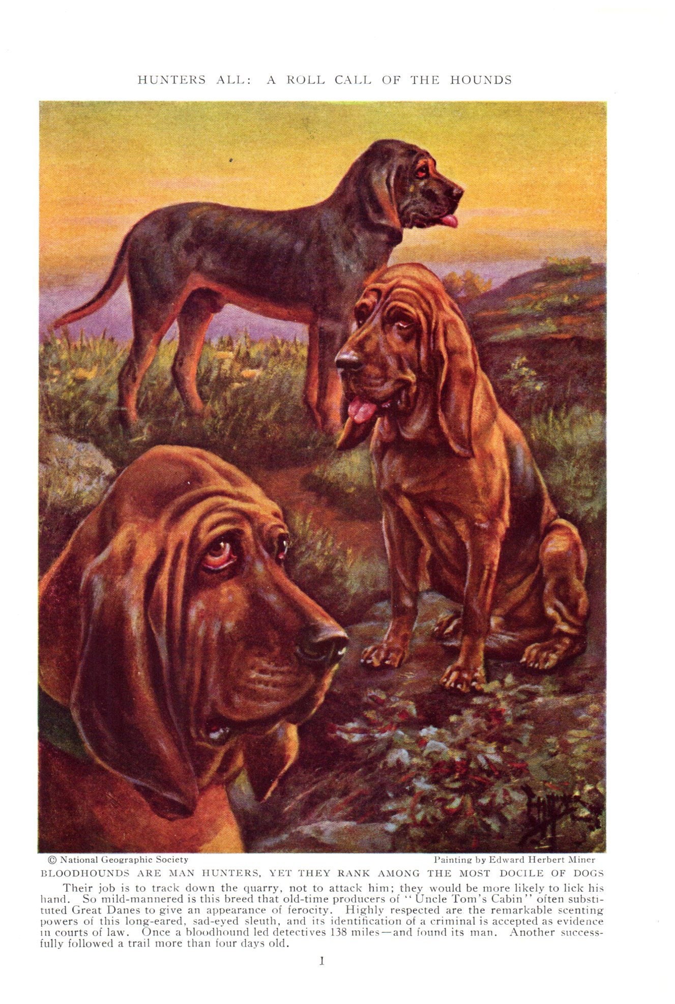 Vintage Hound Dog Prints, Lot of 8, Bloodhounds, Otterhounds, Foxhounds ...