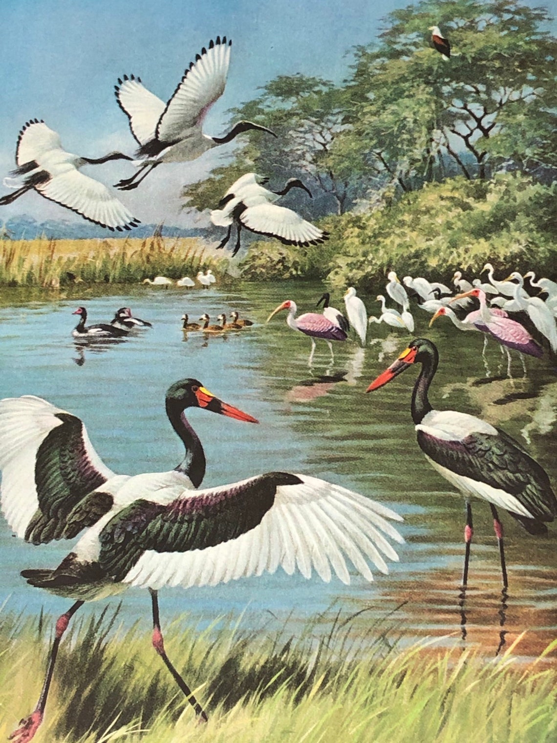 WATER BIRDS Print Vintage Vintage Ephemera - Etsy