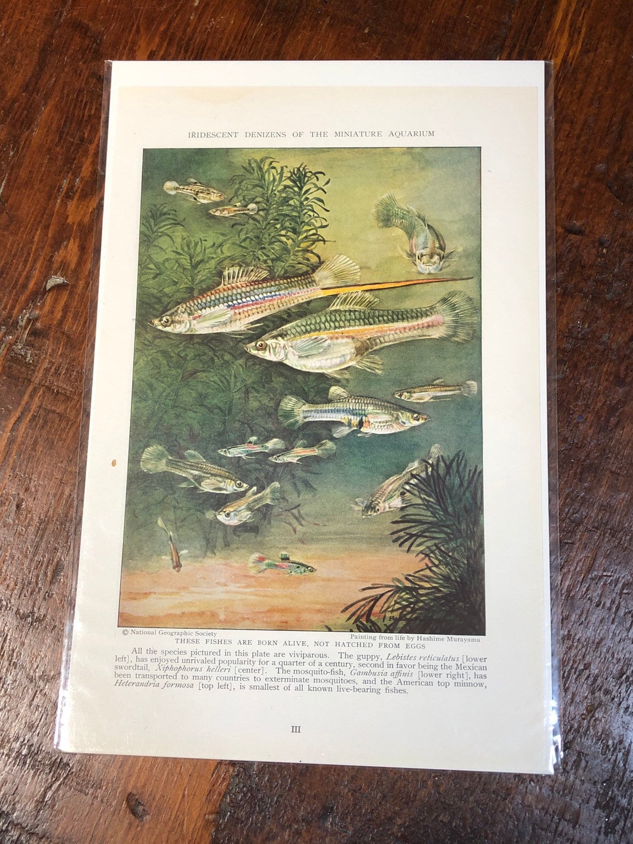 6 Fish Prints Vintage Ephemera From the 1930s - Etsy