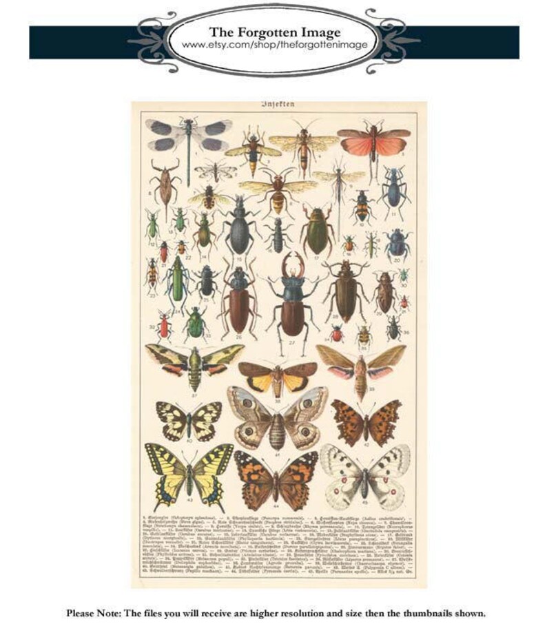 Vintage Digital Insect Chart Bug Chart Insect Printable | Etsy