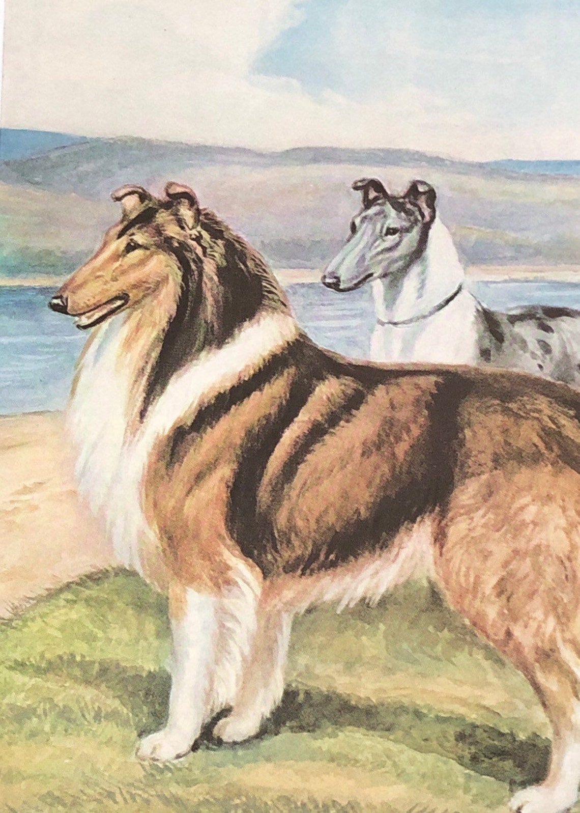 COLLIE DOG Print, Dog Print Vintage, Dog Vintage Ephemera, 1937 ...