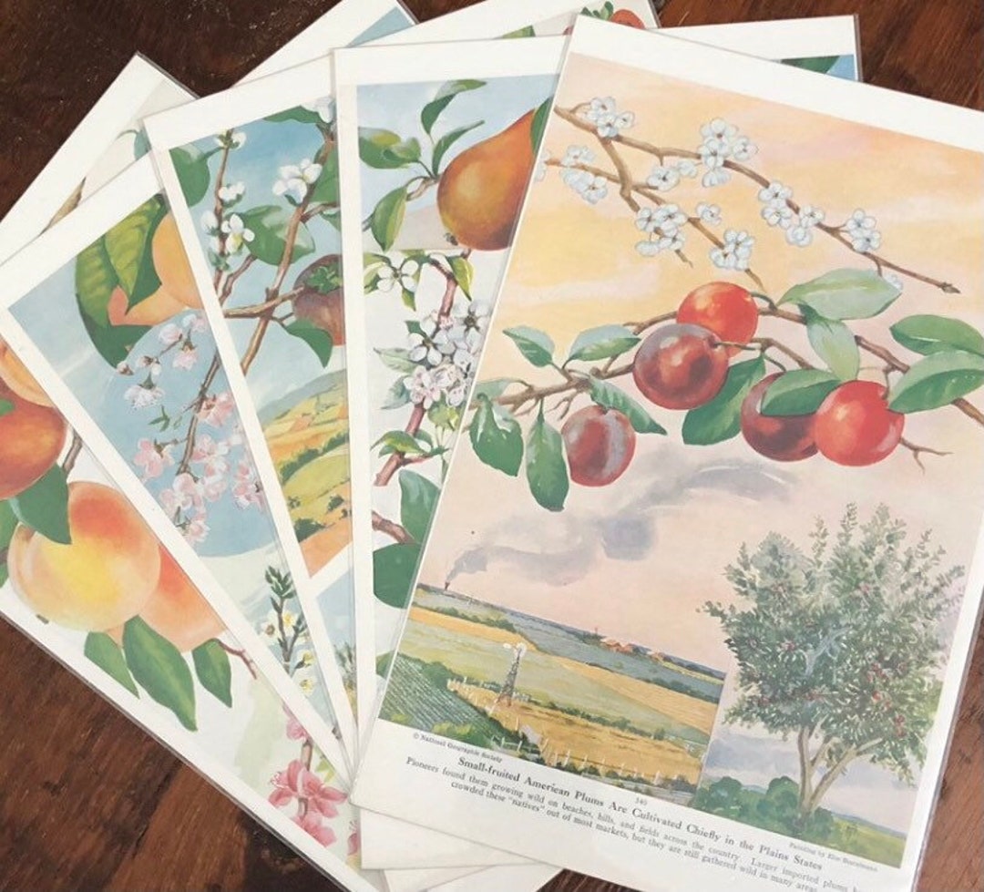 5 | Fruit Vintage Fruit Print, 1932 - Etsy