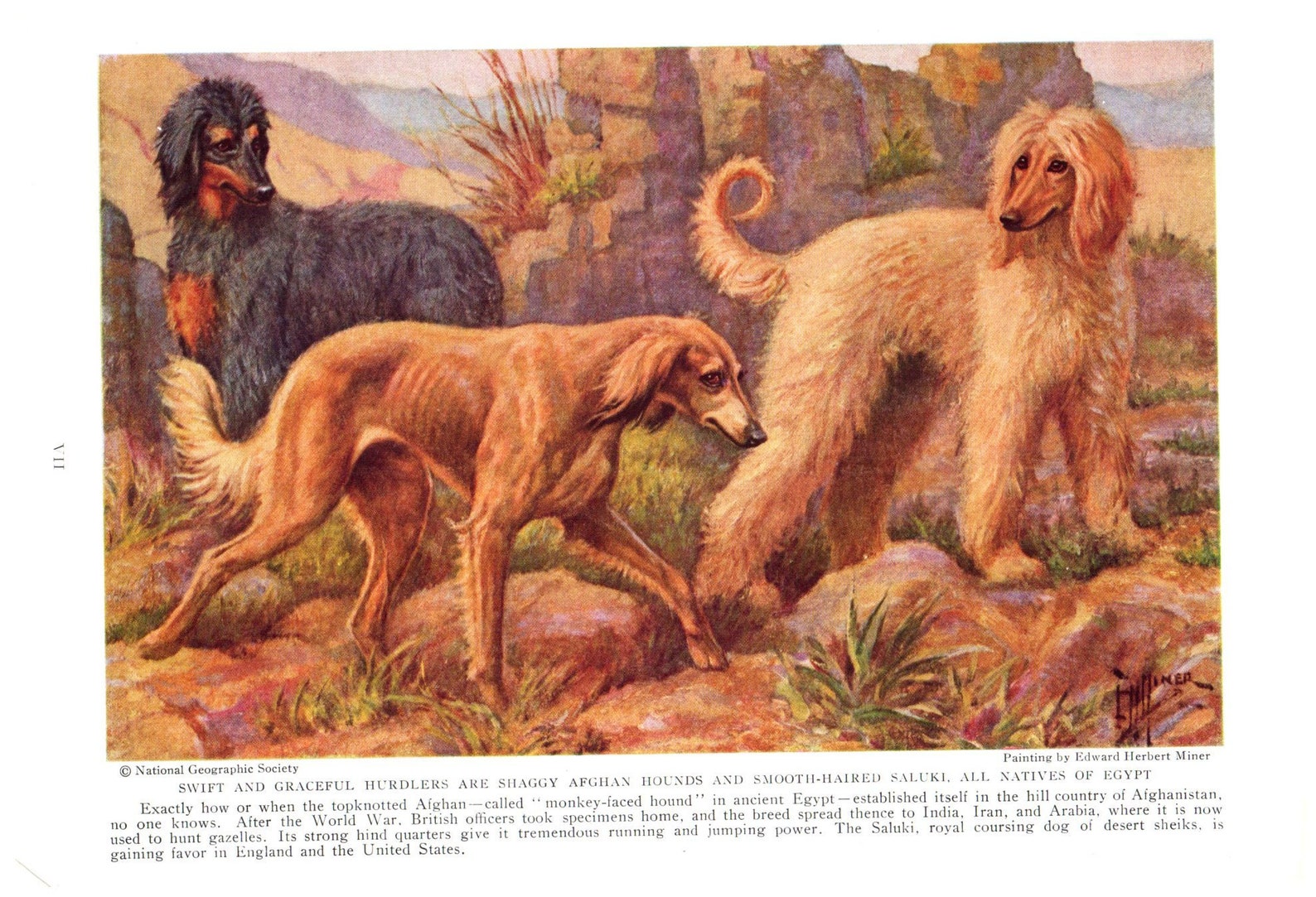 Vintage Hound Dog Prints, Lot of 8, Bloodhounds, Otterhounds, Foxhounds ...