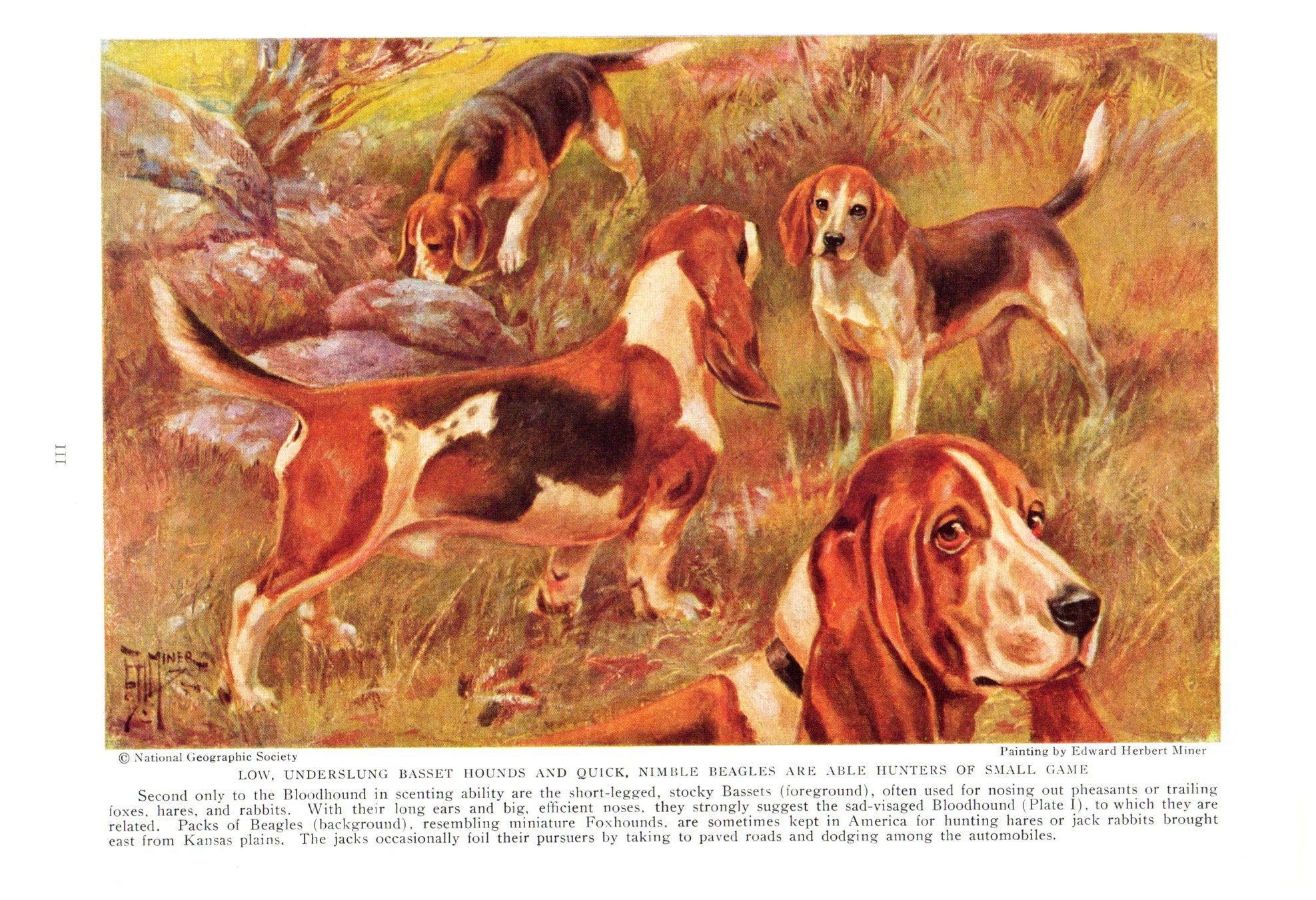 Vintage Hound Dog Prints, Lot of 8, Bloodhounds, Otterhounds, Foxhounds ...