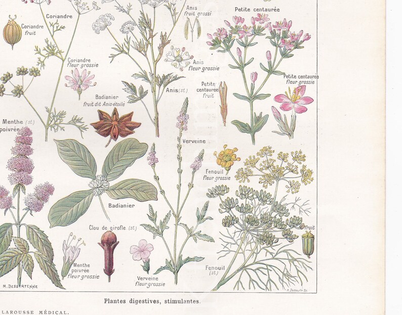Digestive Plants Plate French Vintage Original Print Color Illustration ...