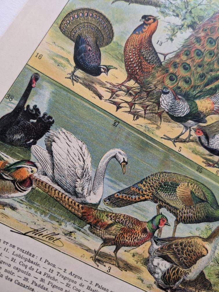 1900 Birds French Antique Original Print Color Illustration to Frame ...
