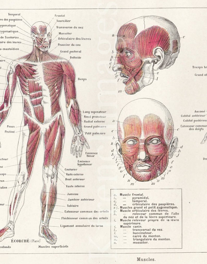 Body Muscles Anatomy Plate French Vintage Original Print - Etsy