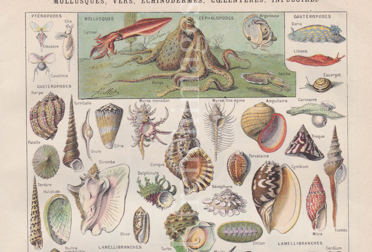 Shellfish, Echinoderm, Shells, Marine Life, Curiosity Cabinet French ...