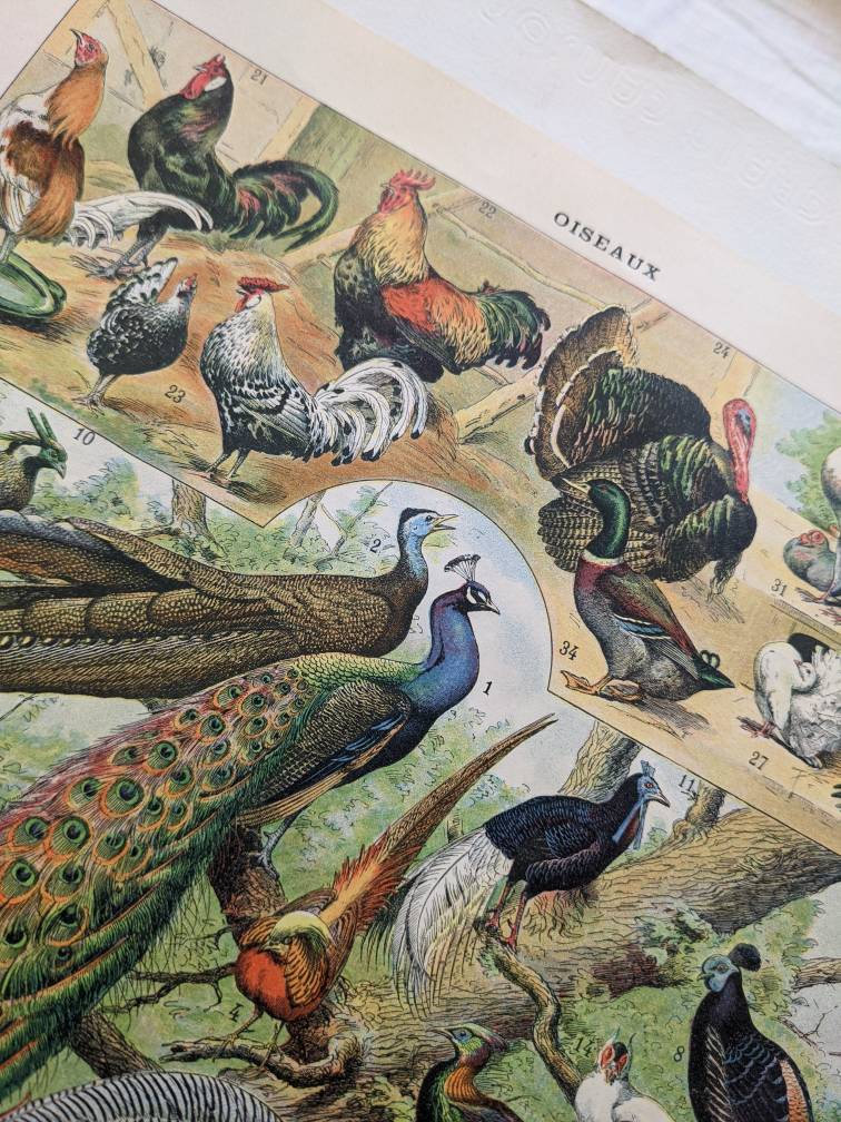 1900 Birds French Antique Original Print Color Illustration to Frame ...