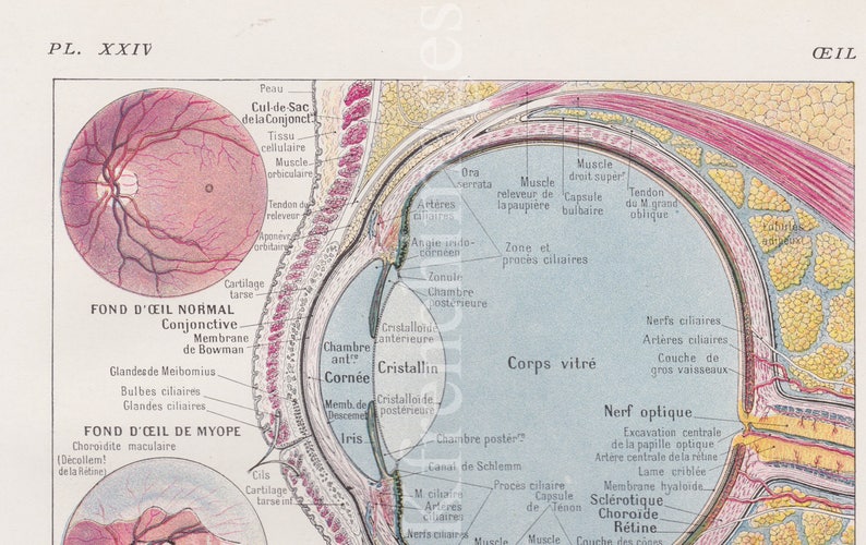 Eye & Ear Anatomy Plate French Vintage Original Print - Etsy