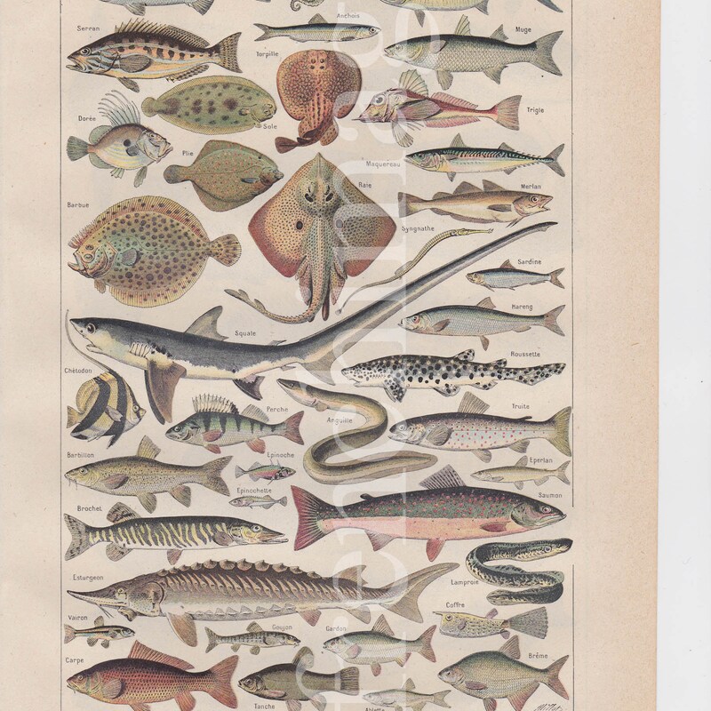 Vintage Fish Poster - Etsy
