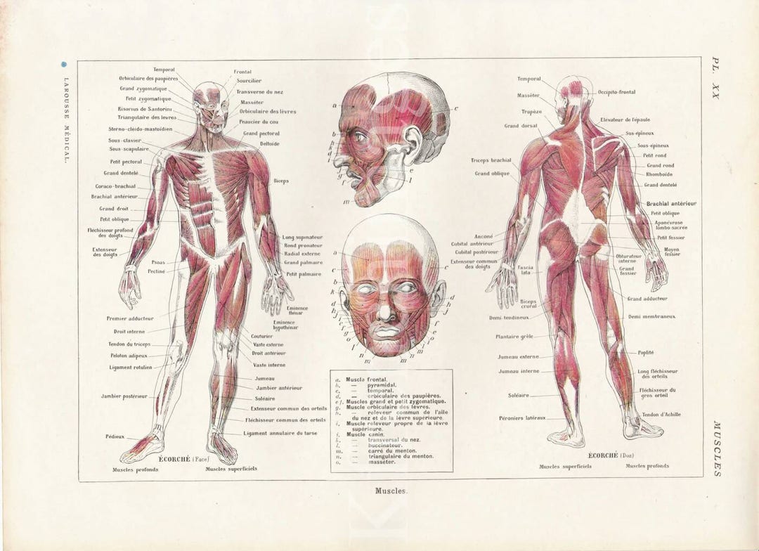 Body Muscles Anatomy Plate French Vintage Original Print Medical ...