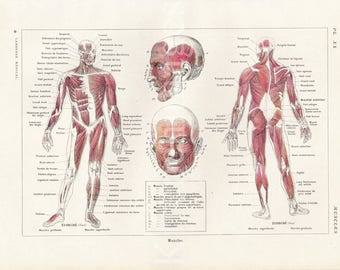 Bodybuilding Anatomy Poster - Etsy