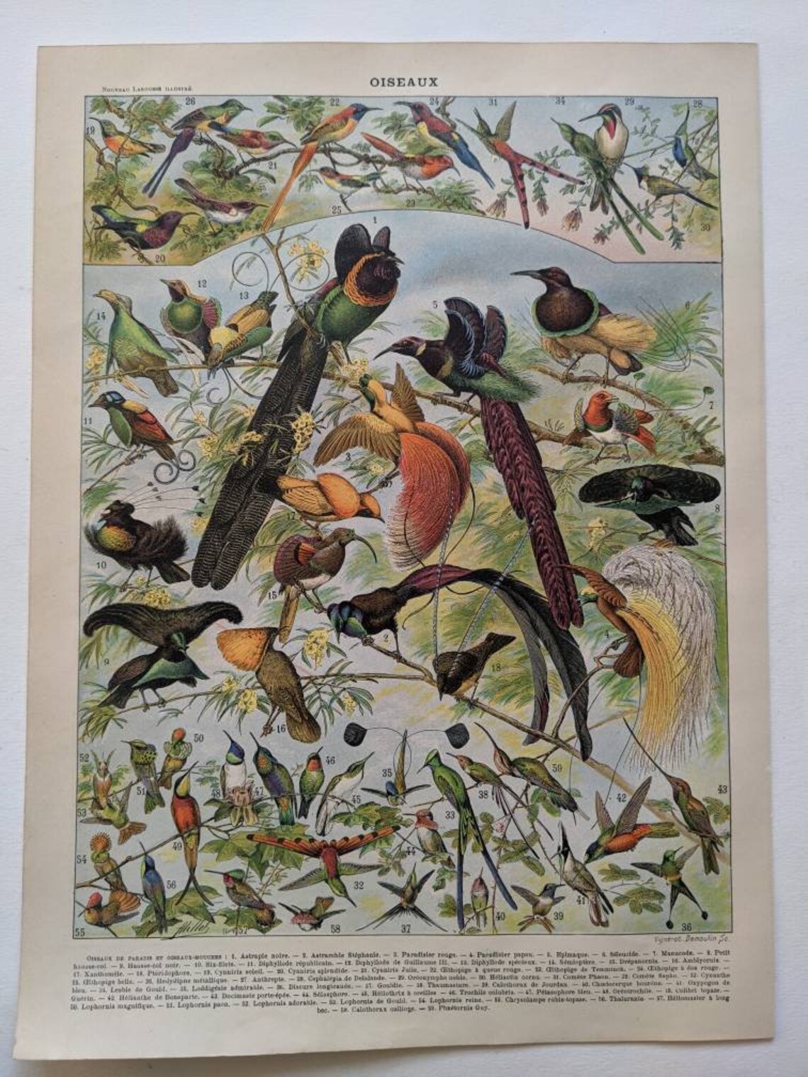 1900 Birds French Antique Original Print Color Illustration to Frame ...