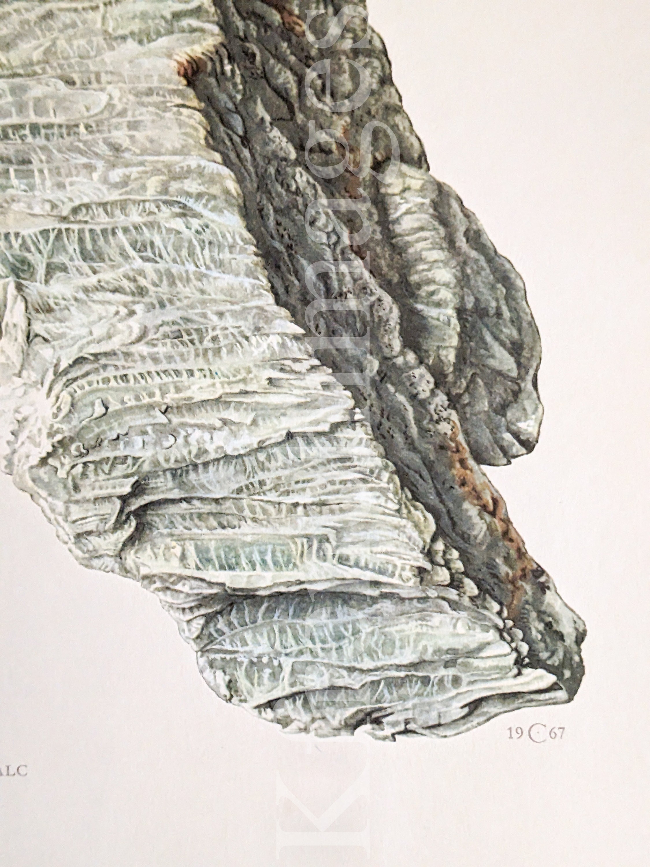 1970 Talc Crystal. French Vintage Original Print. Minerals - Etsy