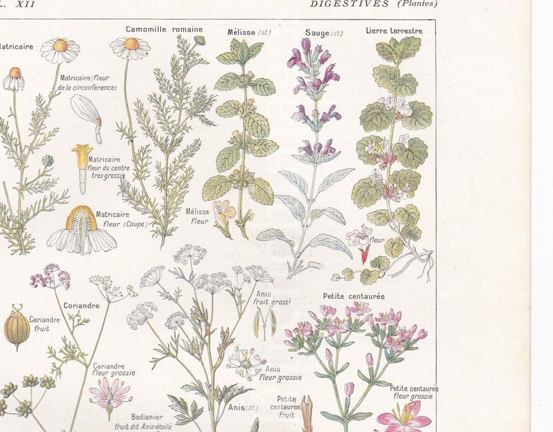 Digestive Plants Plate French Vintage Original Print Color Illustration ...