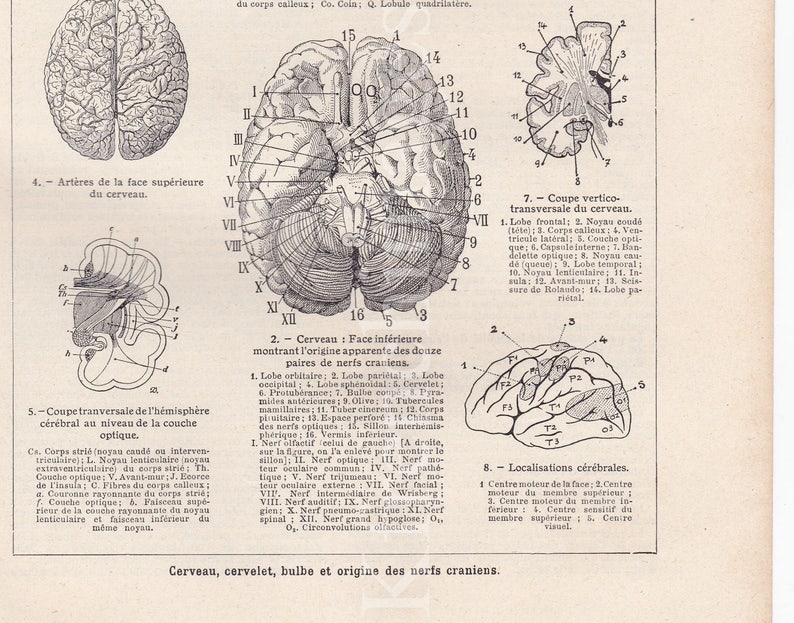 Brain Anatomy Plate French Vintage Original Print Medical or | Etsy